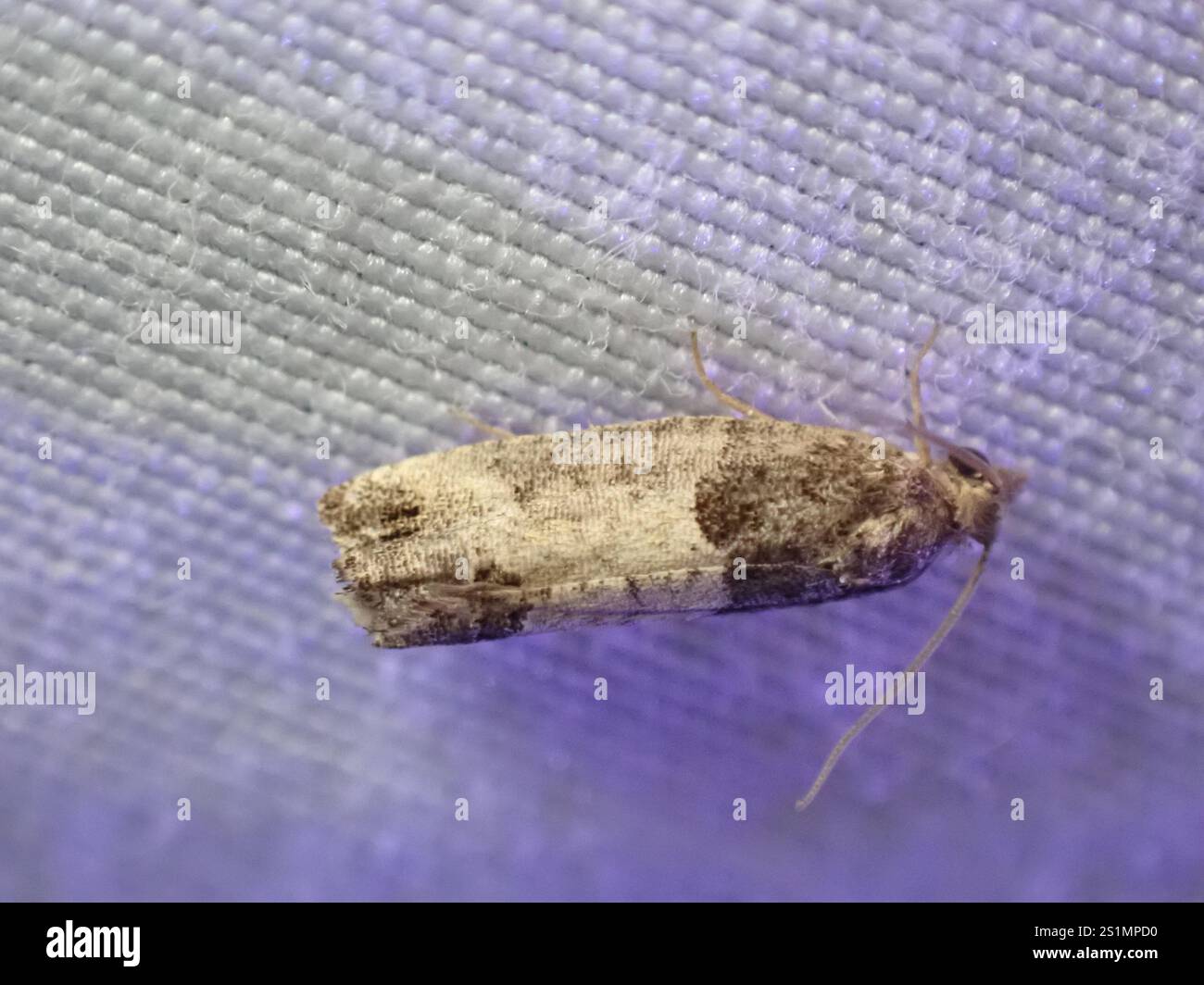 Eye-spotted Bud Moth (Spilonota ocellana Stock Photo - Alamy