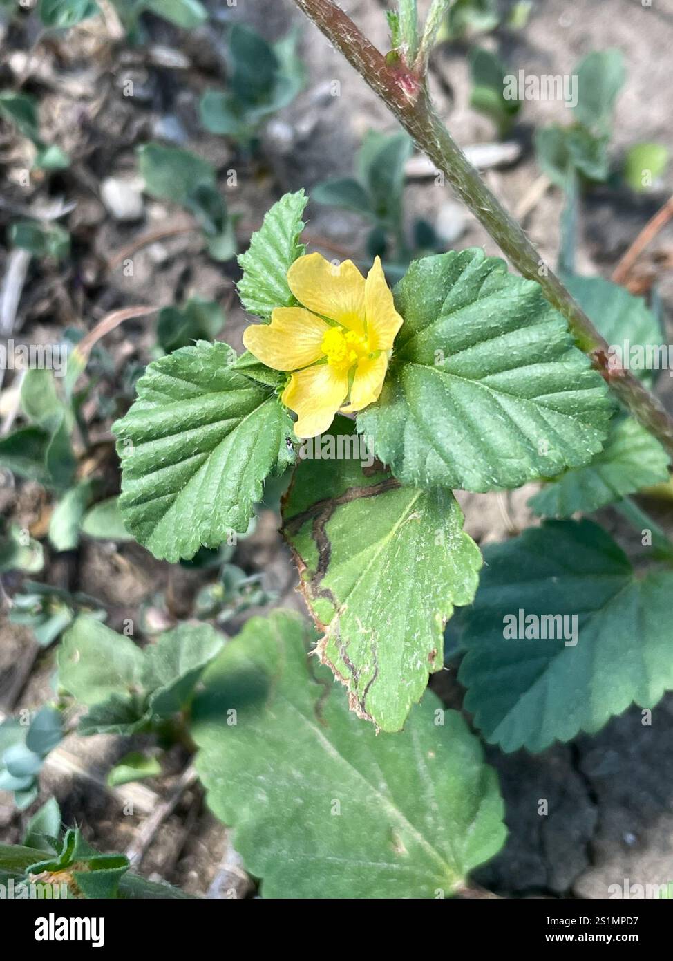 three-lobe false mallow (Malvastrum coromandelianum Stock Photo - Alamy