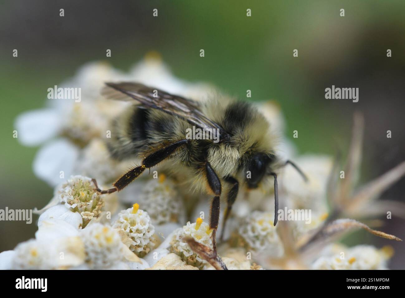 Nearctic Bumble Bee (Bombus vancouverensis nearcticus Stock Photo - Alamy