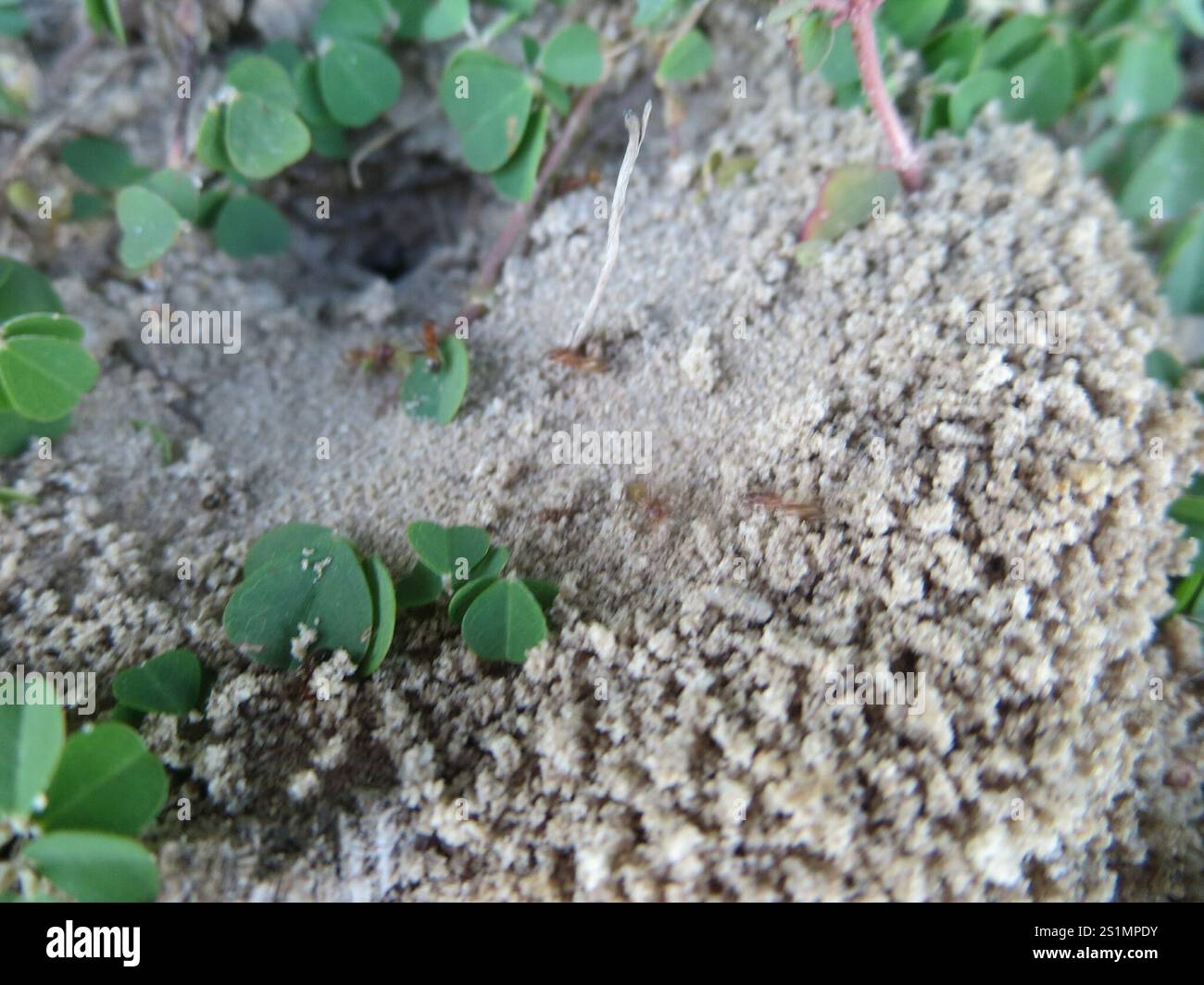 Buren's Pyramid Ant (Dorymyrmex bureni Stock Photo - Alamy