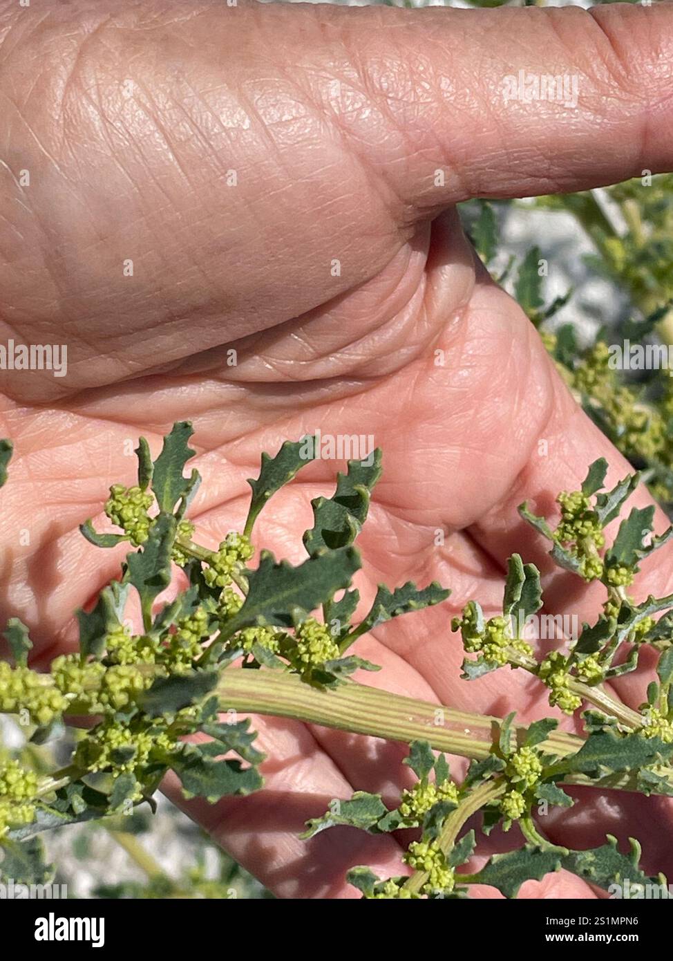 oak-leaved goosefoot (Oxybasis glauca Stock Photo - Alamy