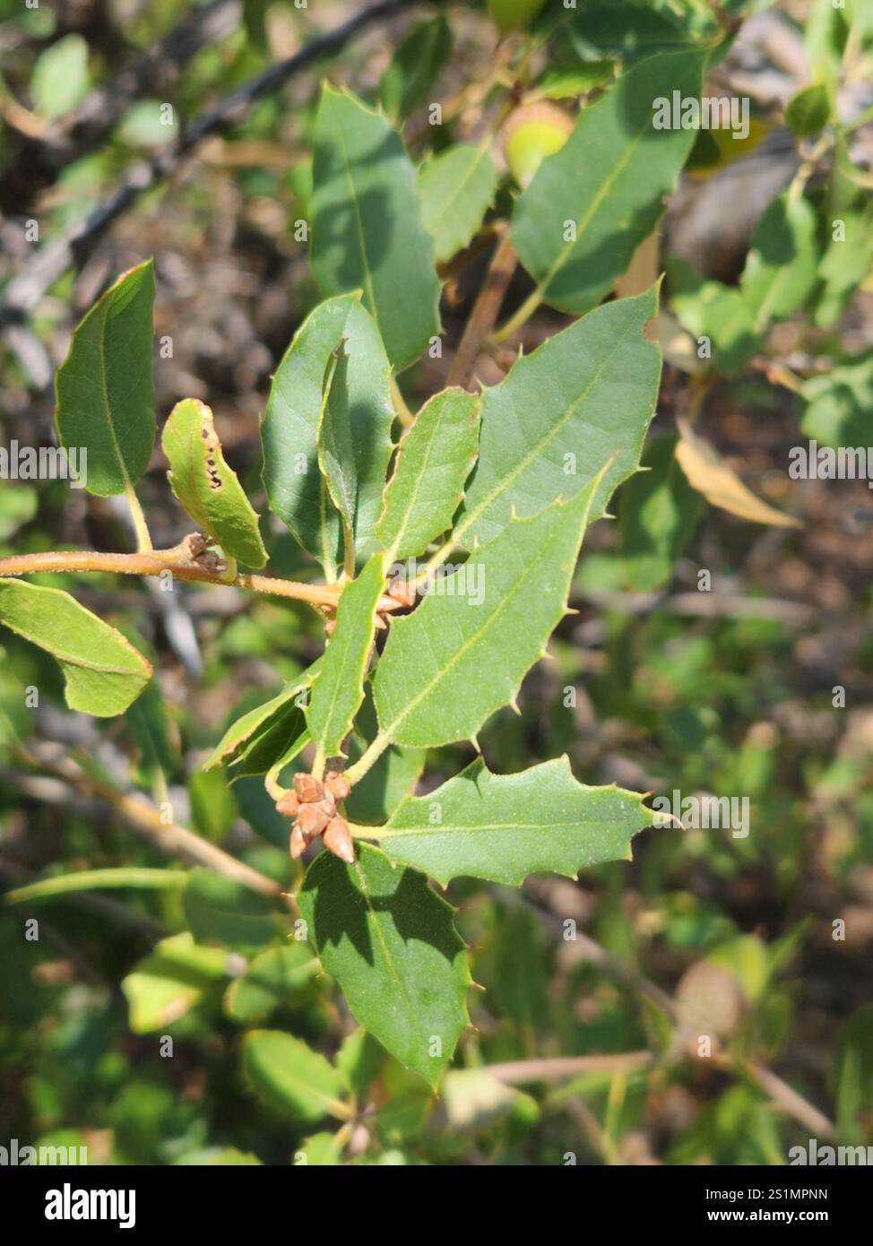 interior live oak (Quercus wislizeni Stock Photo - Alamy