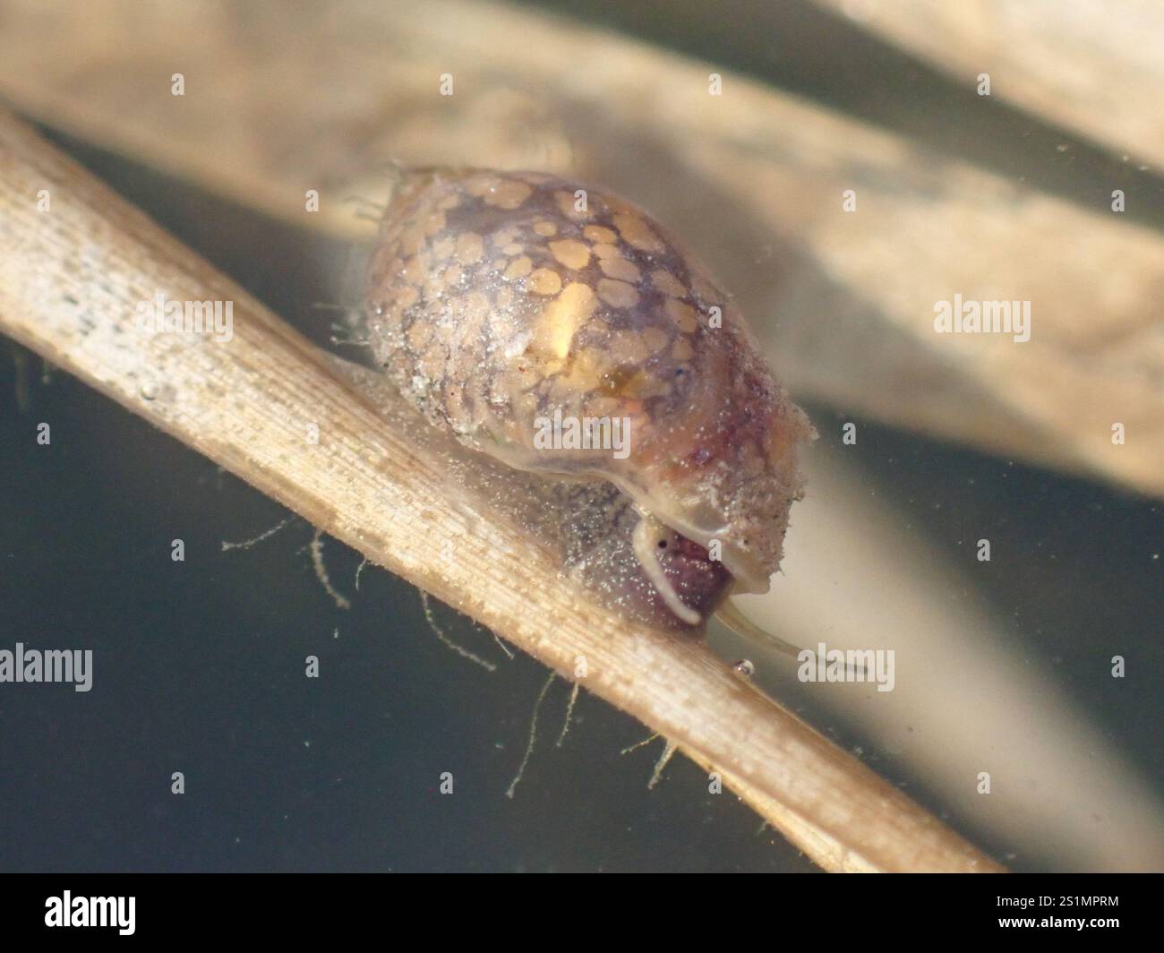 Acute Bladder Snail (Physella acuta Stock Photo - Alamy