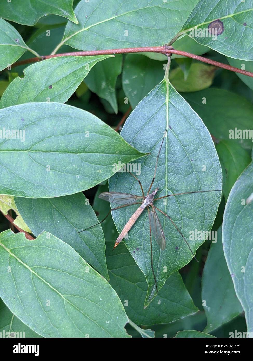 European Crane Fly (Tipula paludosa Stock Photo - Alamy