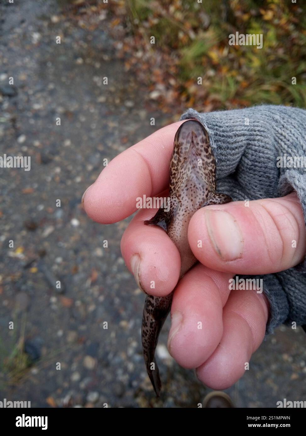 Alaska Blackfish (Dallia pectoralis Stock Photo - Alamy