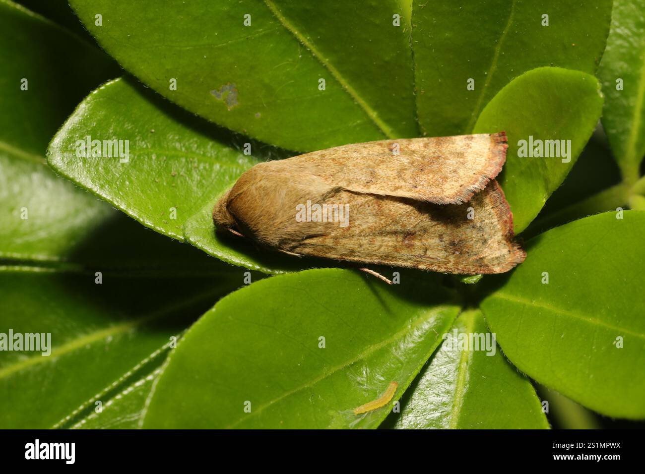 Cotton Bollworm Moth (Helicoverpa armigera Stock Photo - Alamy