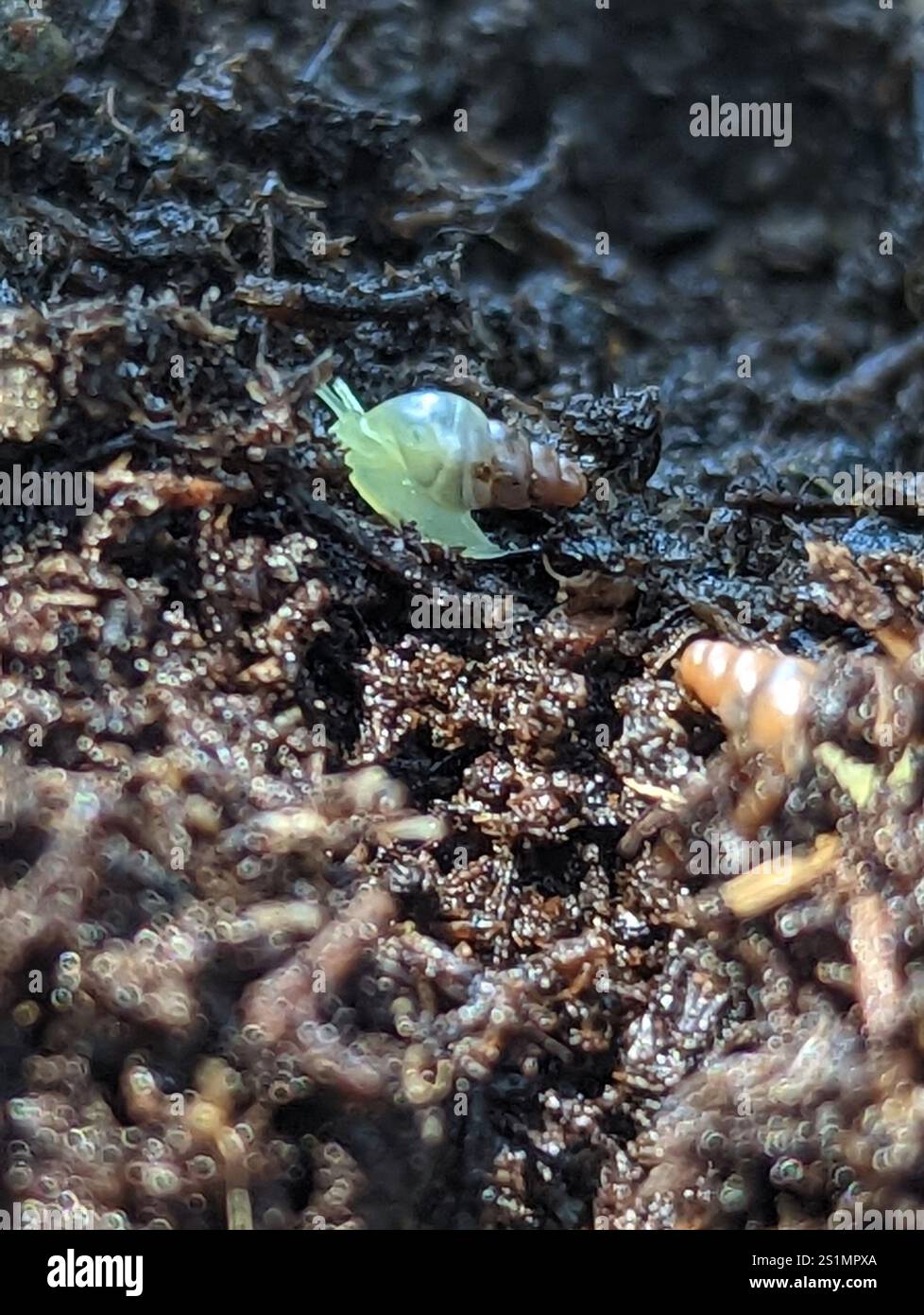 Miniature Awlsnail (Subulina octona Stock Photo - Alamy