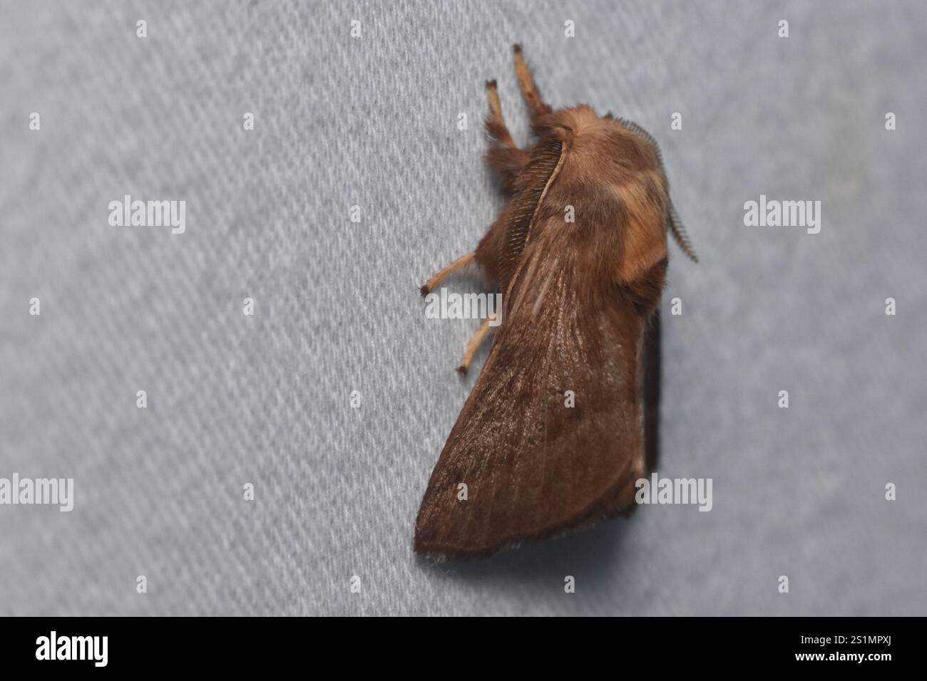 Forest Tent Caterpillar Moth (Malacosoma disstria Stock Photo - Alamy