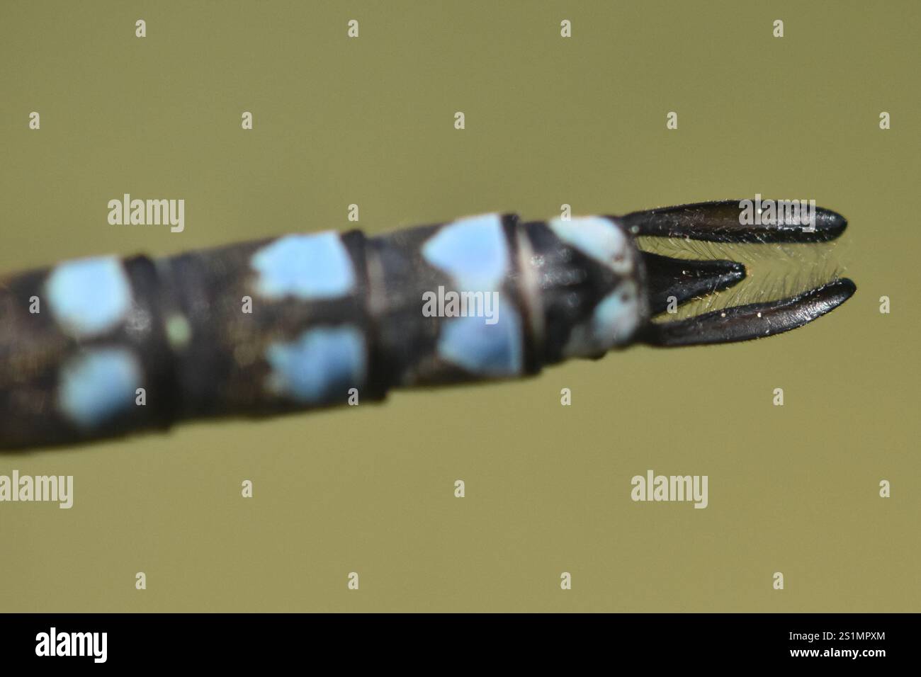 Lake Darner (Aeshna eremita Stock Photo - Alamy