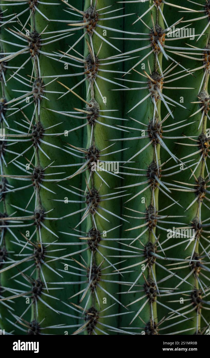 Deep Green Cactus Coverd In Sharp Spines Stock Photo - Alamy