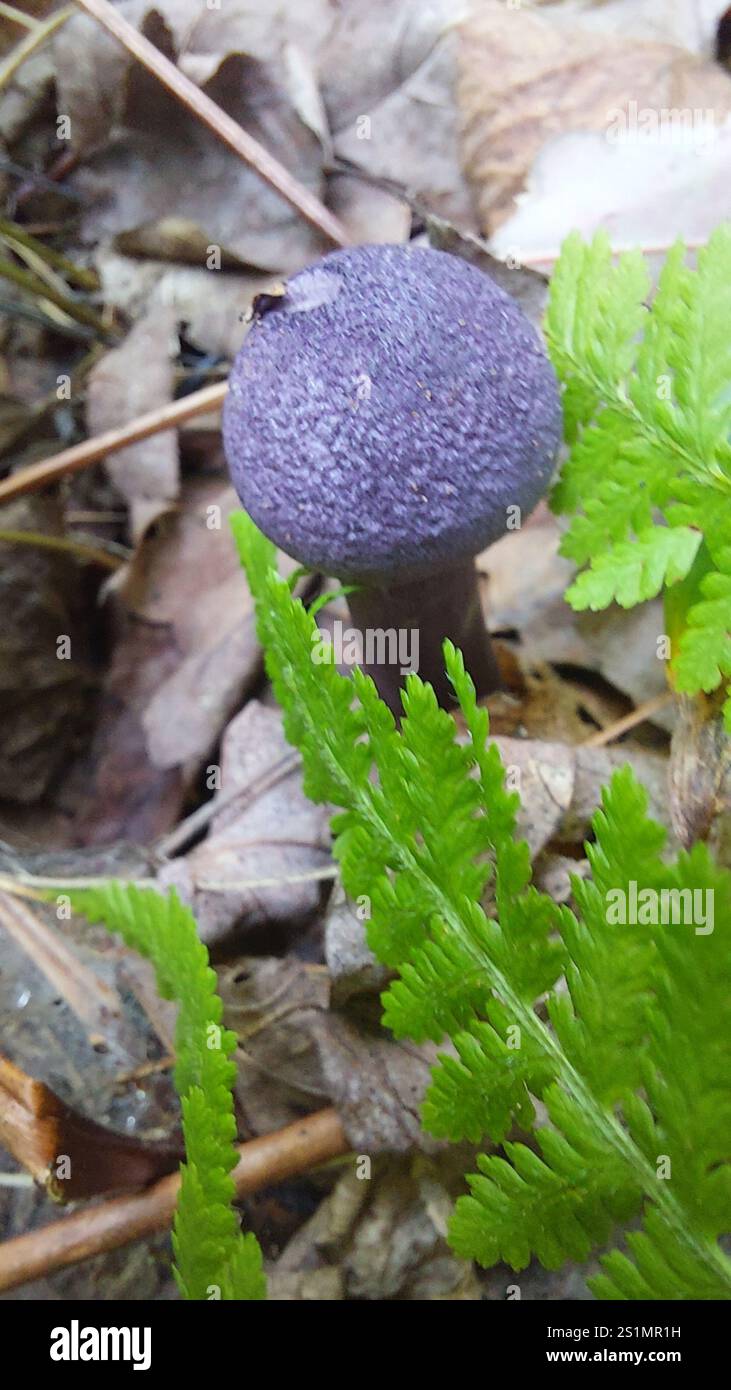 violet webcap (Cortinarius violaceus Stock Photo - Alamy