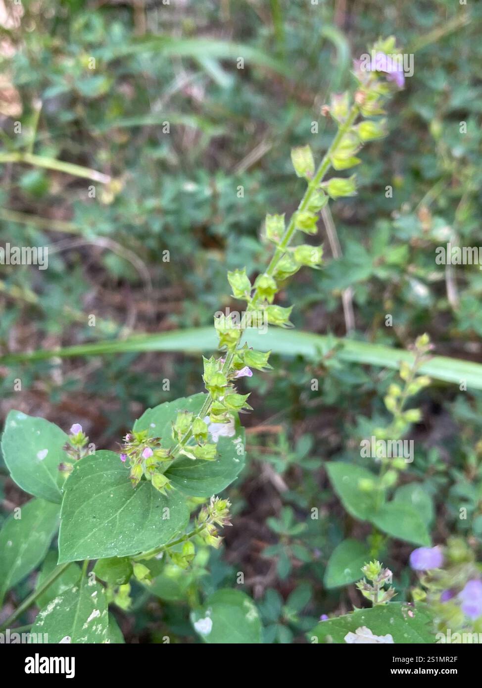 miniature beefsteak-plant (Mosla dianthera Stock Photo - Alamy
