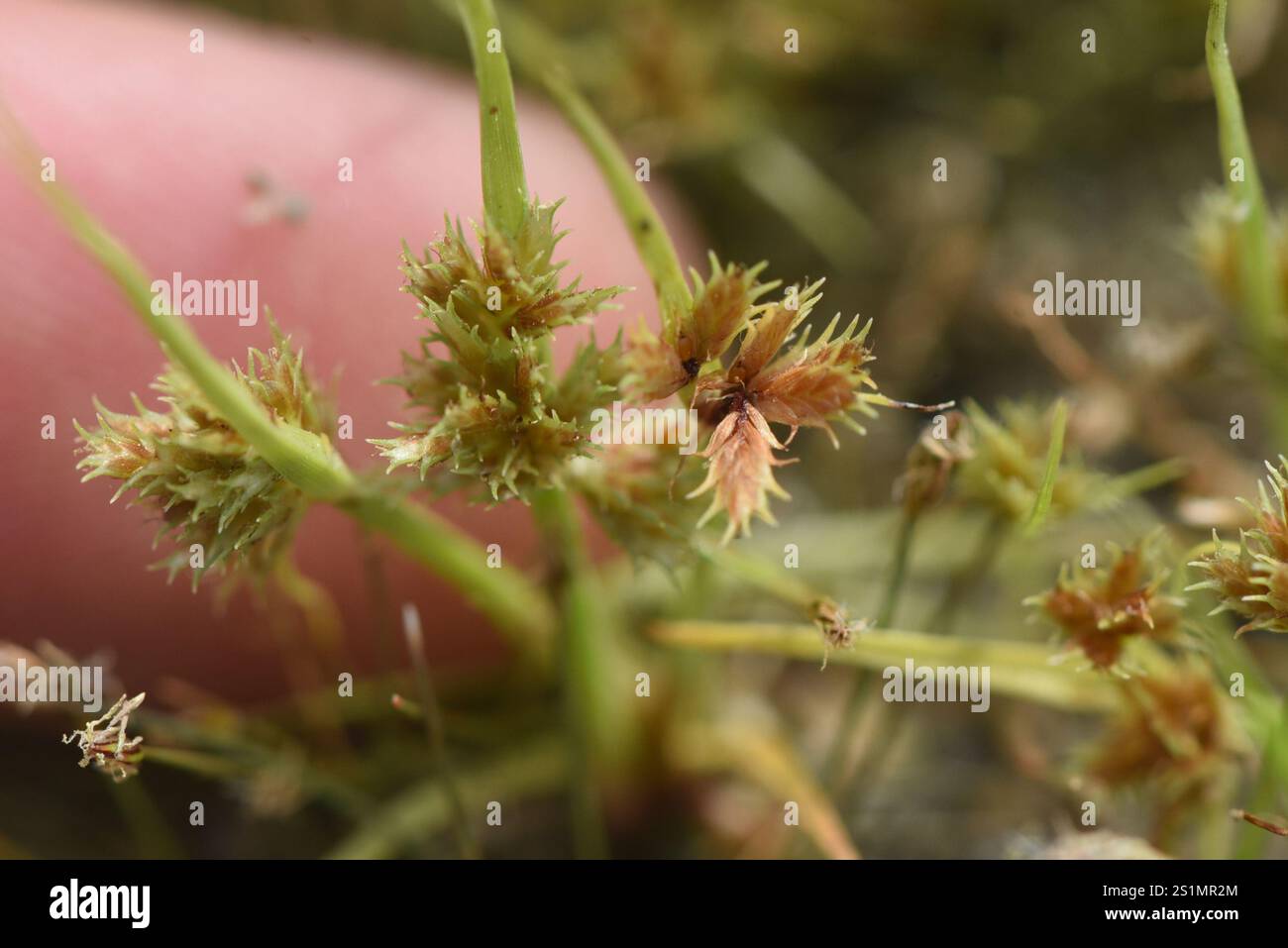 Bearded Flatsedge (Cyperus squarrosus Stock Photo - Alamy