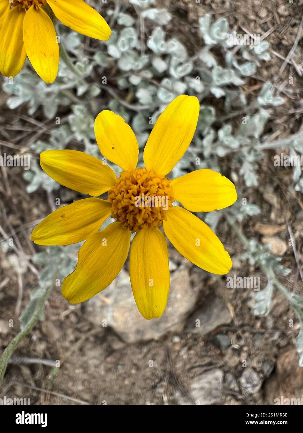 common woolly sunflower (Eriophyllum lanatum Stock Photo - Alamy