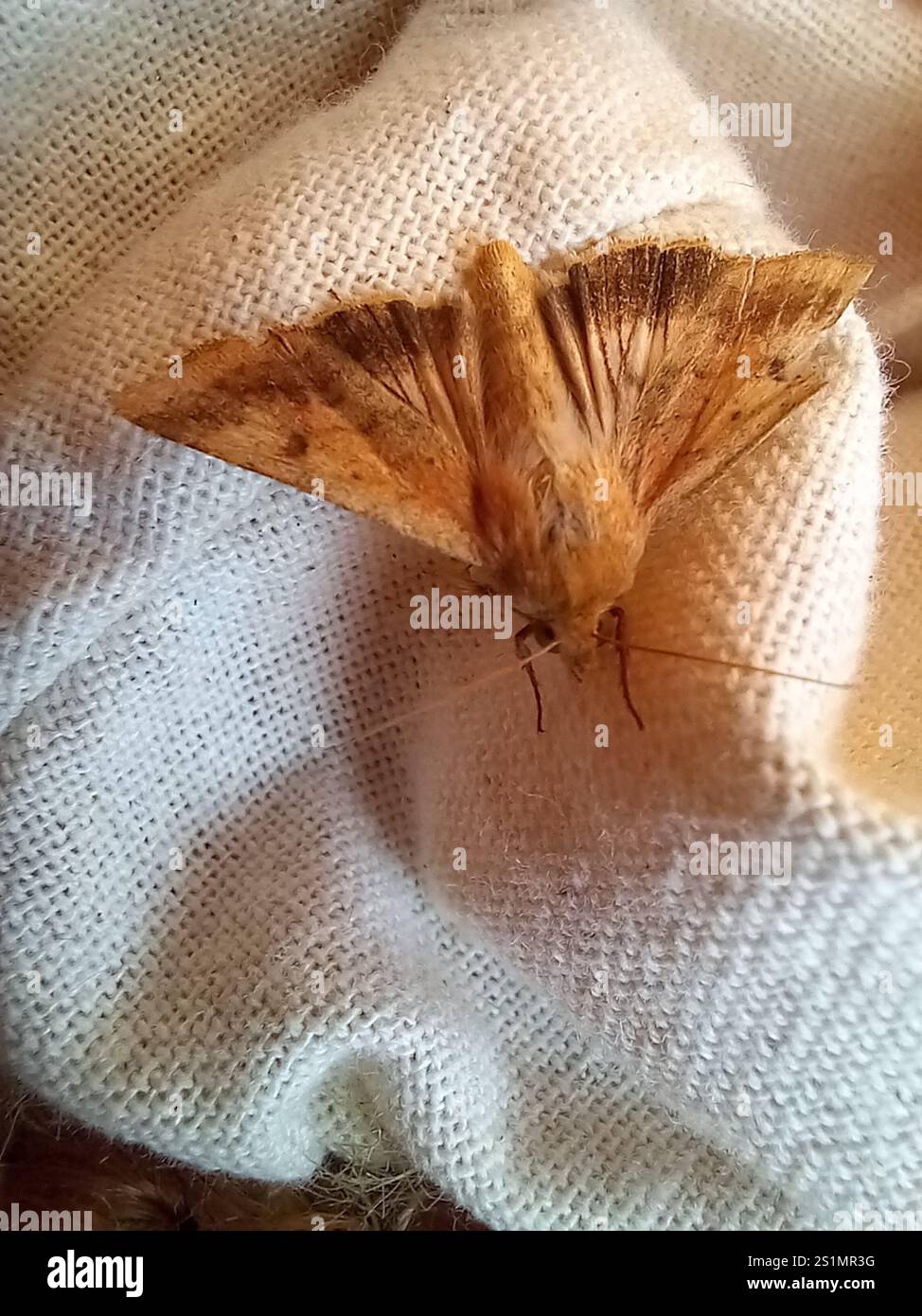 Cotton Bollworm Moth (Helicoverpa armigera Stock Photo - Alamy