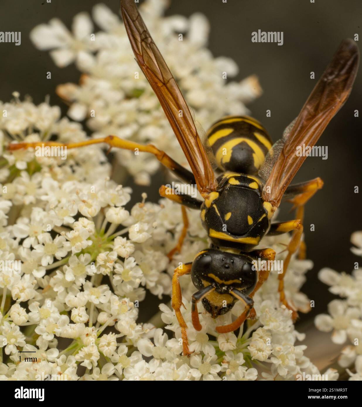 European Paper Wasp (Polistes dominula Stock Photo - Alamy