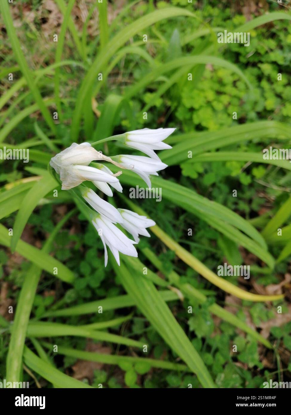 Three-cornered garlic (Allium triquetrum Stock Photo - Alamy