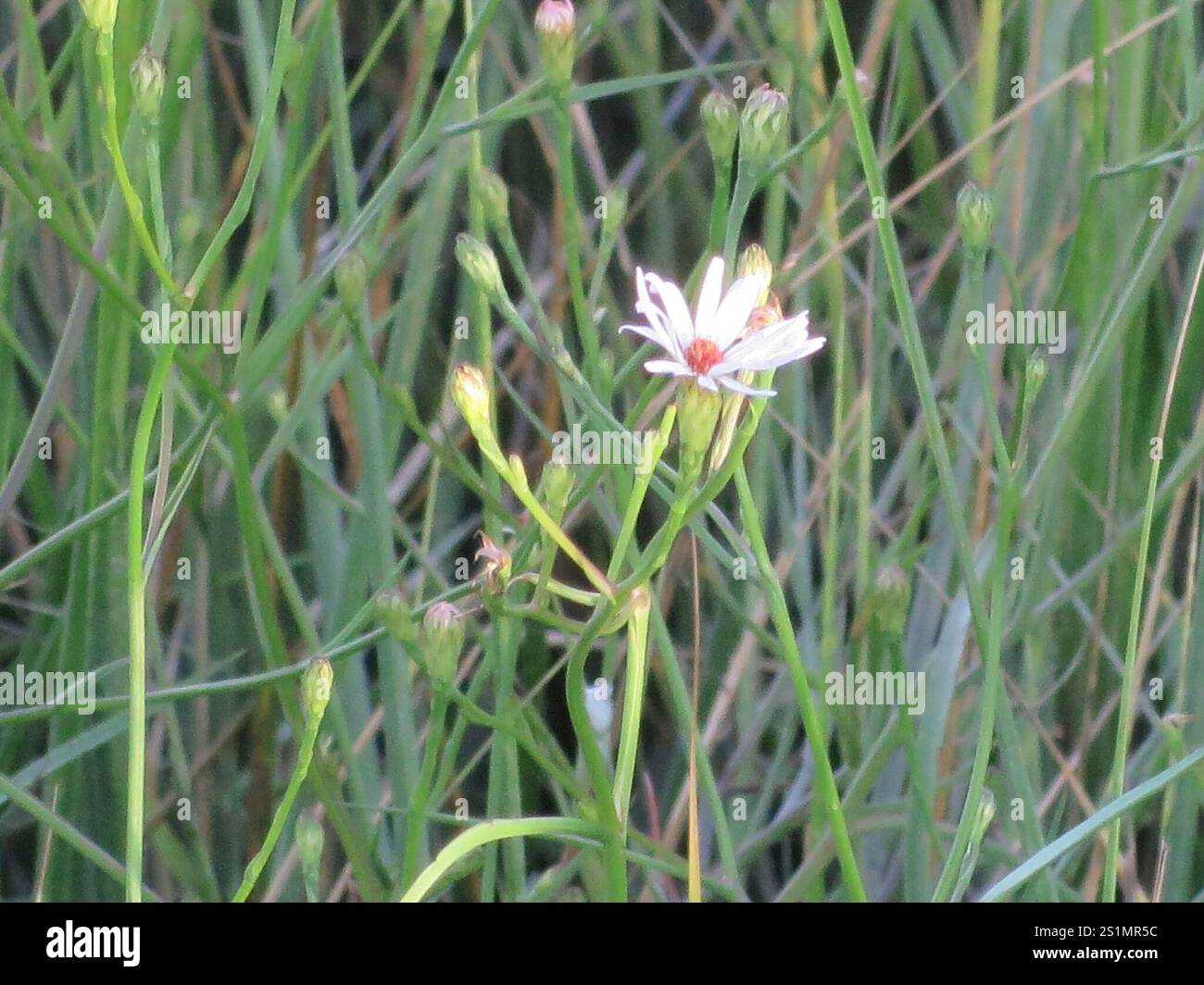 Perennial Saltmarsh Aster (Symphyotrichum tenuifolium Stock Photo - Alamy