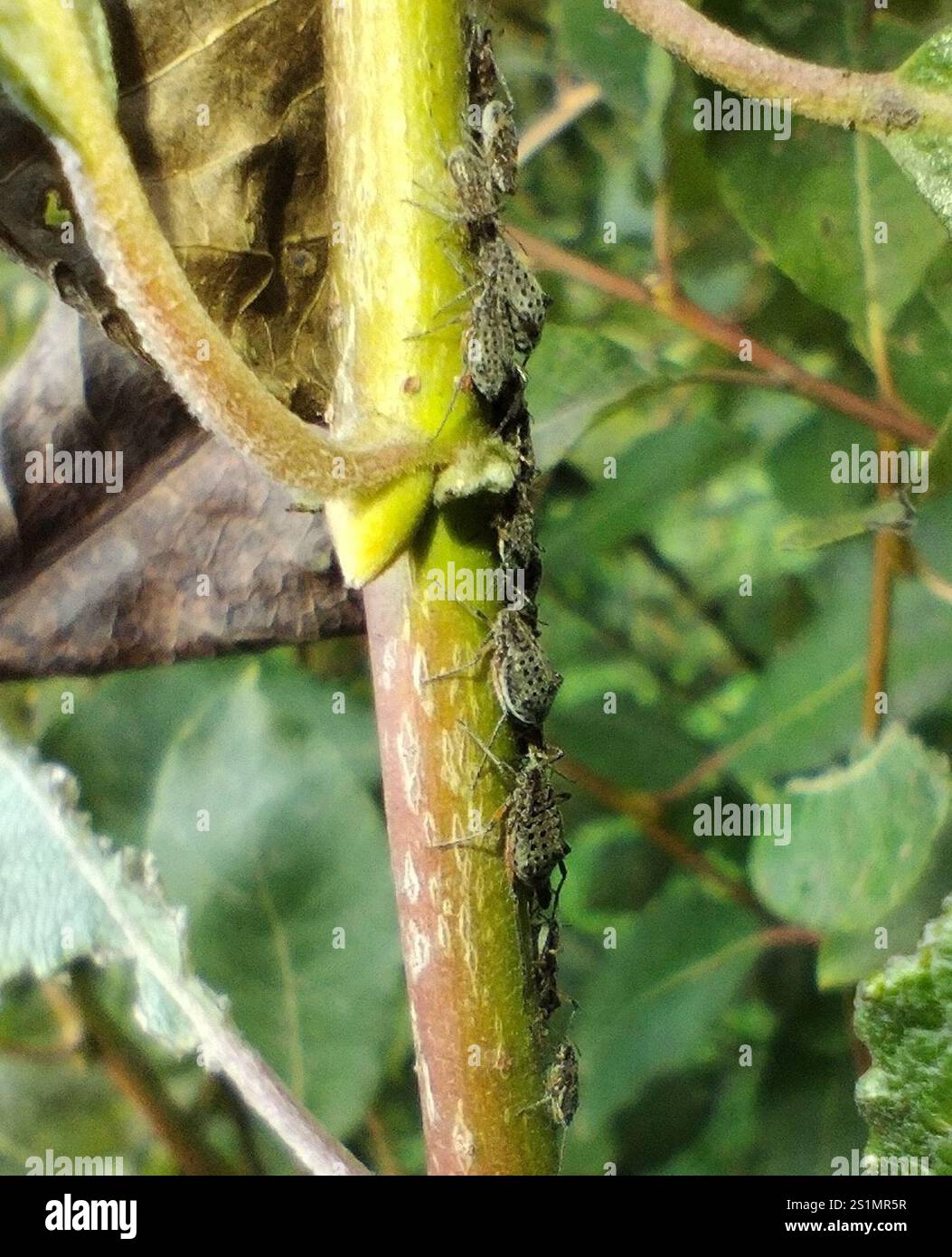 Giant Willow Aphid (Tuberolachnus salignus Stock Photo - Alamy