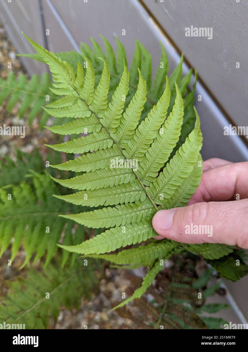 Soft Fern (Christella dentata Stock Photo - Alamy