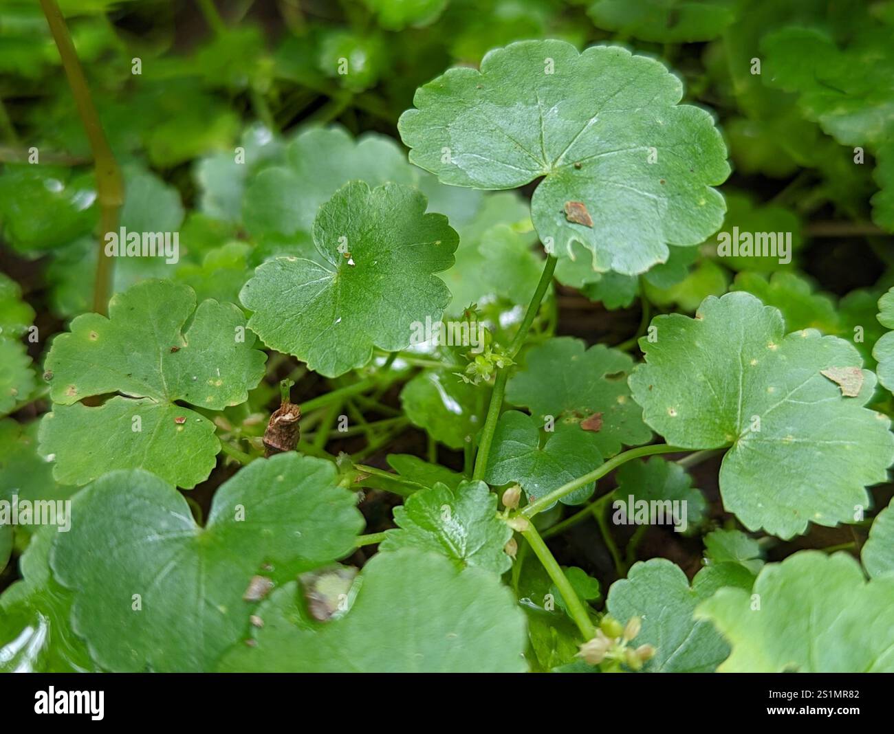 American Water-pennywort (Hydrocotyle americana Stock Photo - Alamy