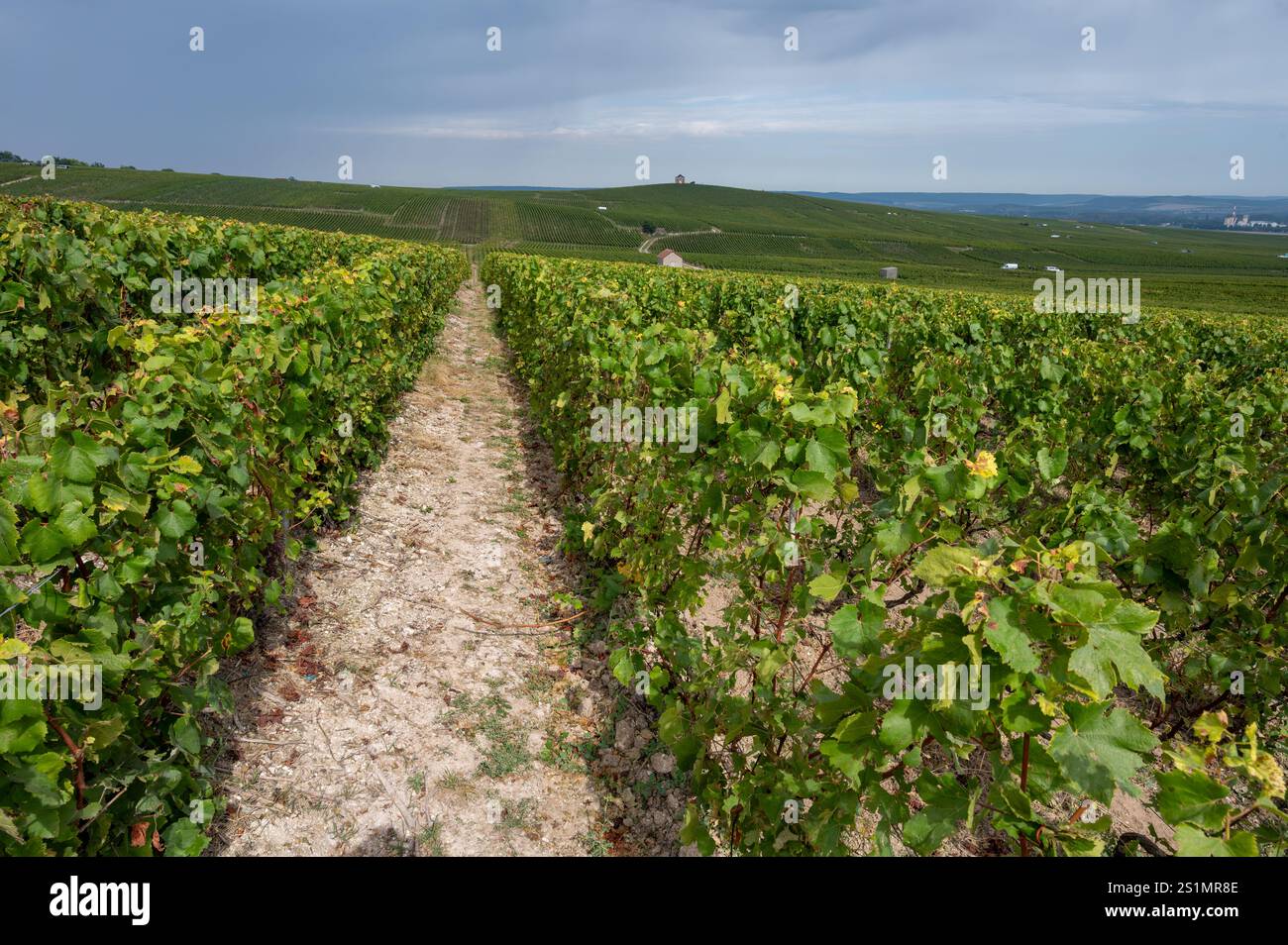 Landscape with grand cru vineyards near Cramant and Avize, region ...