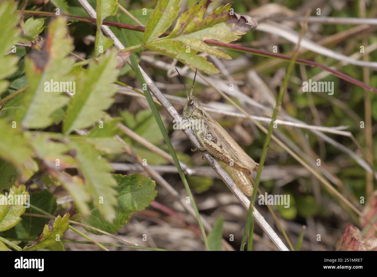 Locomotive Grasshopper (Chorthippus apricarius Stock Photo - Alamy