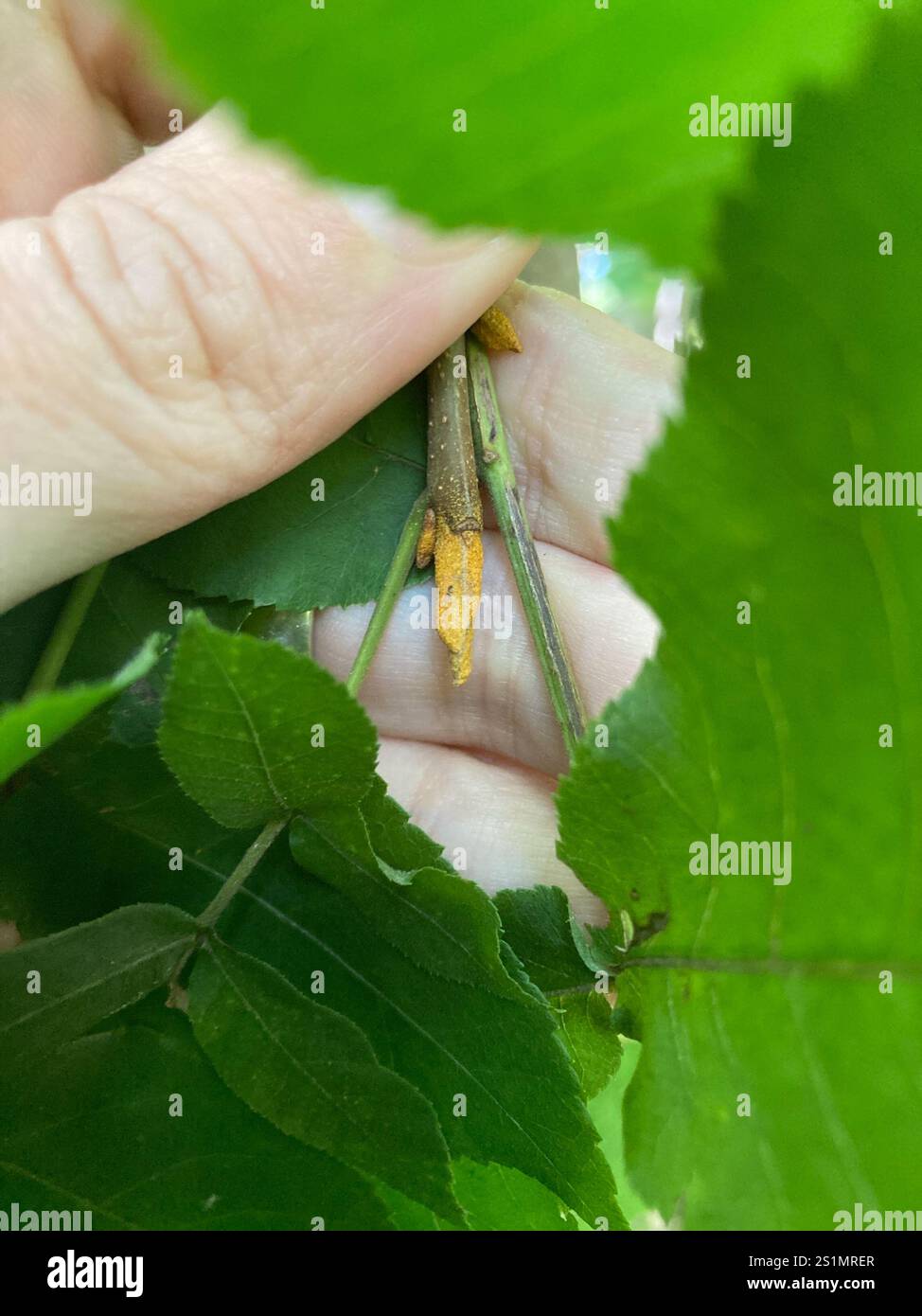 bitternut hickory (Carya cordiformis Stock Photo - Alamy