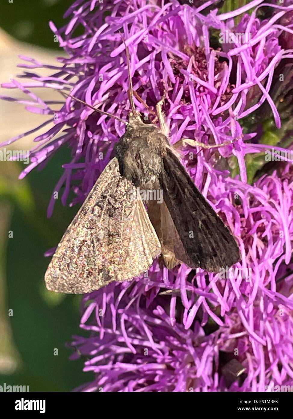 Glassy Cutworm Moth (Apamea devastator Stock Photo - Alamy