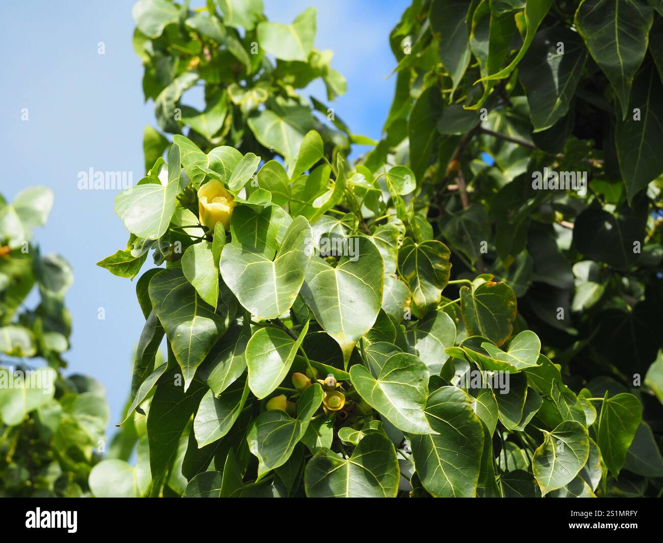 Portia tree (Thespesia populnea Stock Photo - Alamy