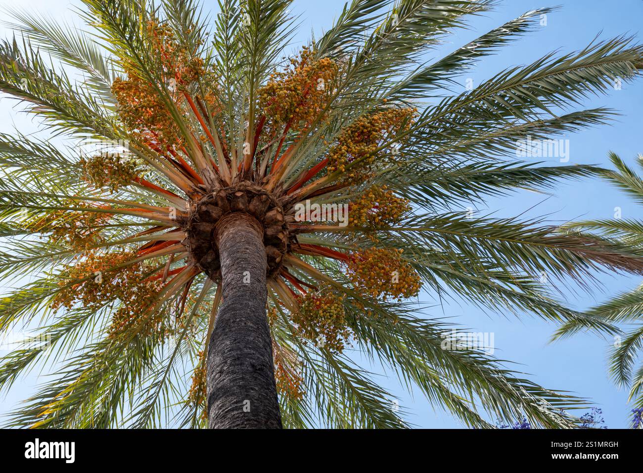 Plantation of Phoenix dactylifera, commonly known as date or date palm ...