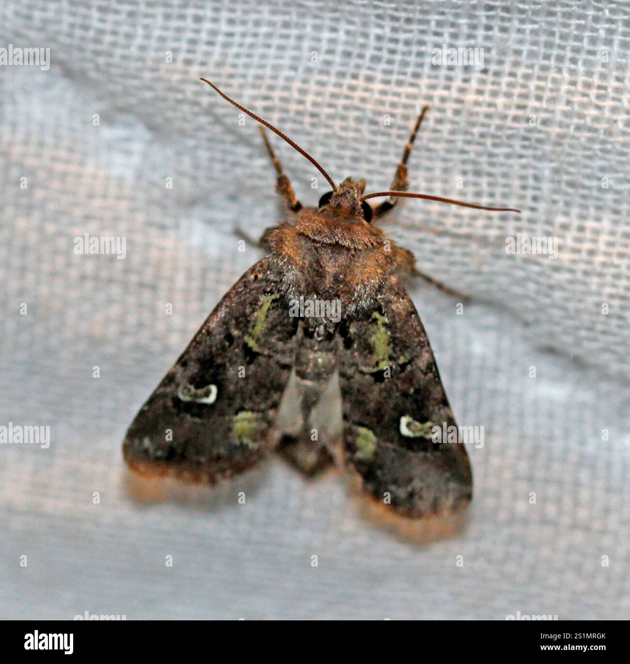Bristly Cutworm Moth (Lacinipolia renigera Stock Photo - Alamy