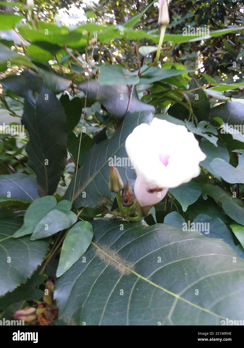 wild potato vine (Ipomoea pandurata Stock Photo - Alamy