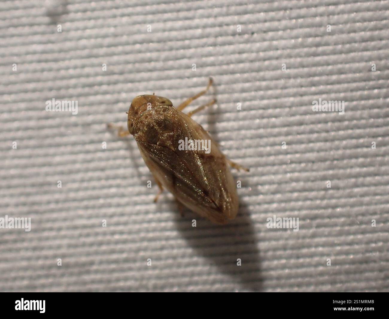 Meadow Spittlebug (Philaenus spumarius Stock Photo - Alamy