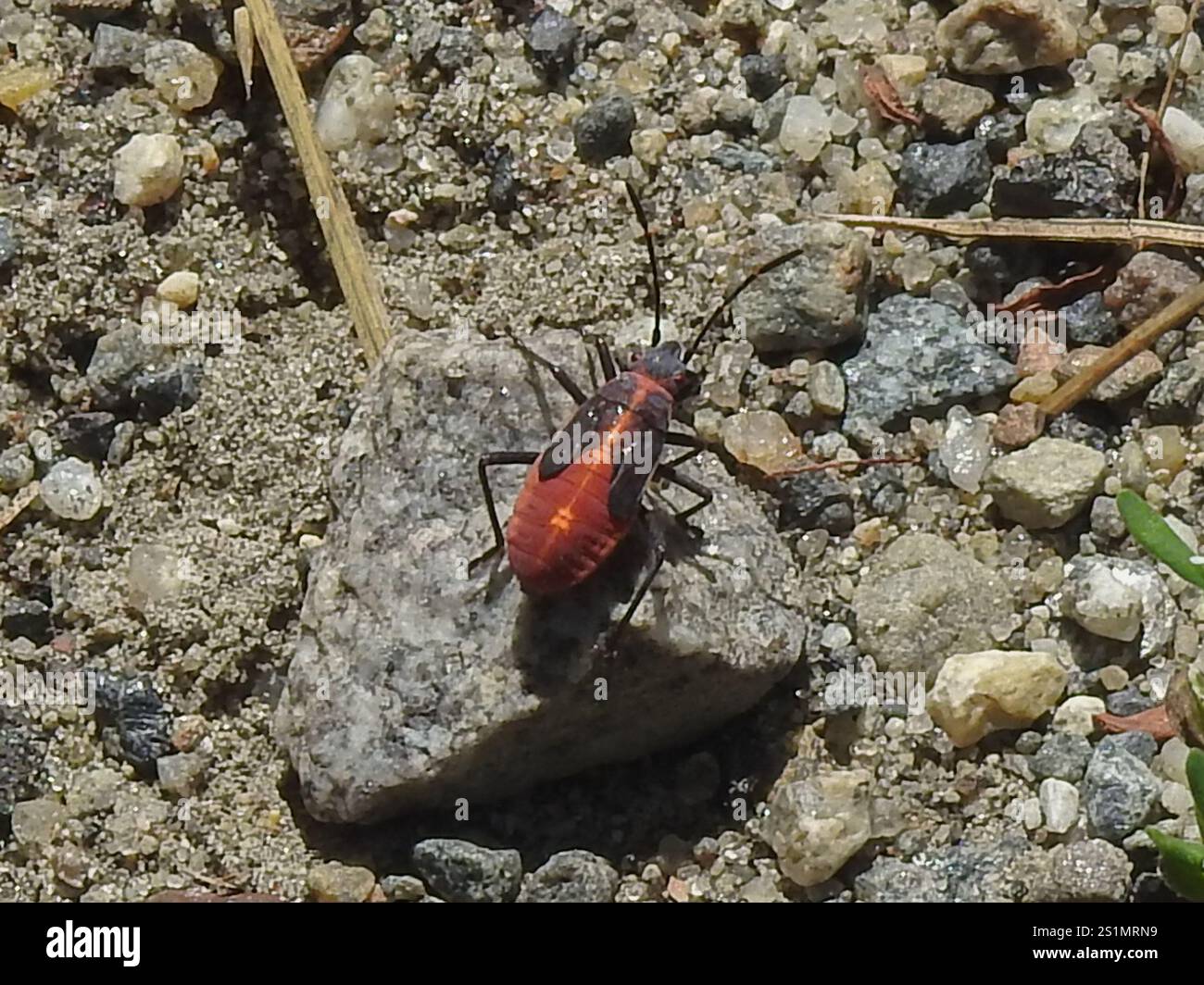 Eastern Boxelder Bug (Boisea trivittata Stock Photo - Alamy