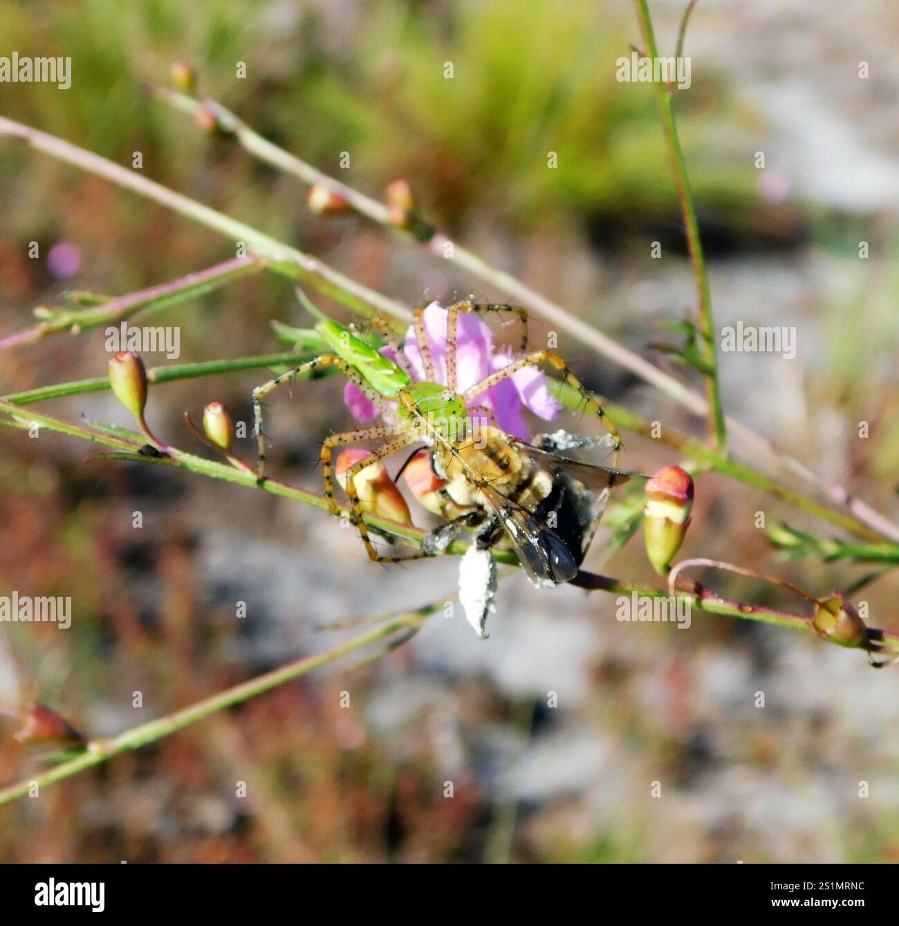 Shining Oil-digger Bee (Centris nitida Stock Photo - Alamy