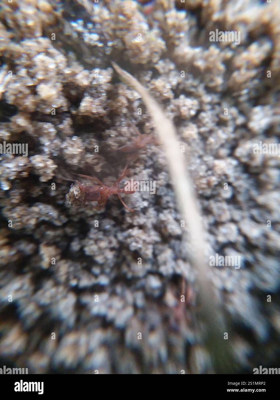 Northern Fungus-farming Ant (Trachymyrmex septentrionalis Stock Photo ...