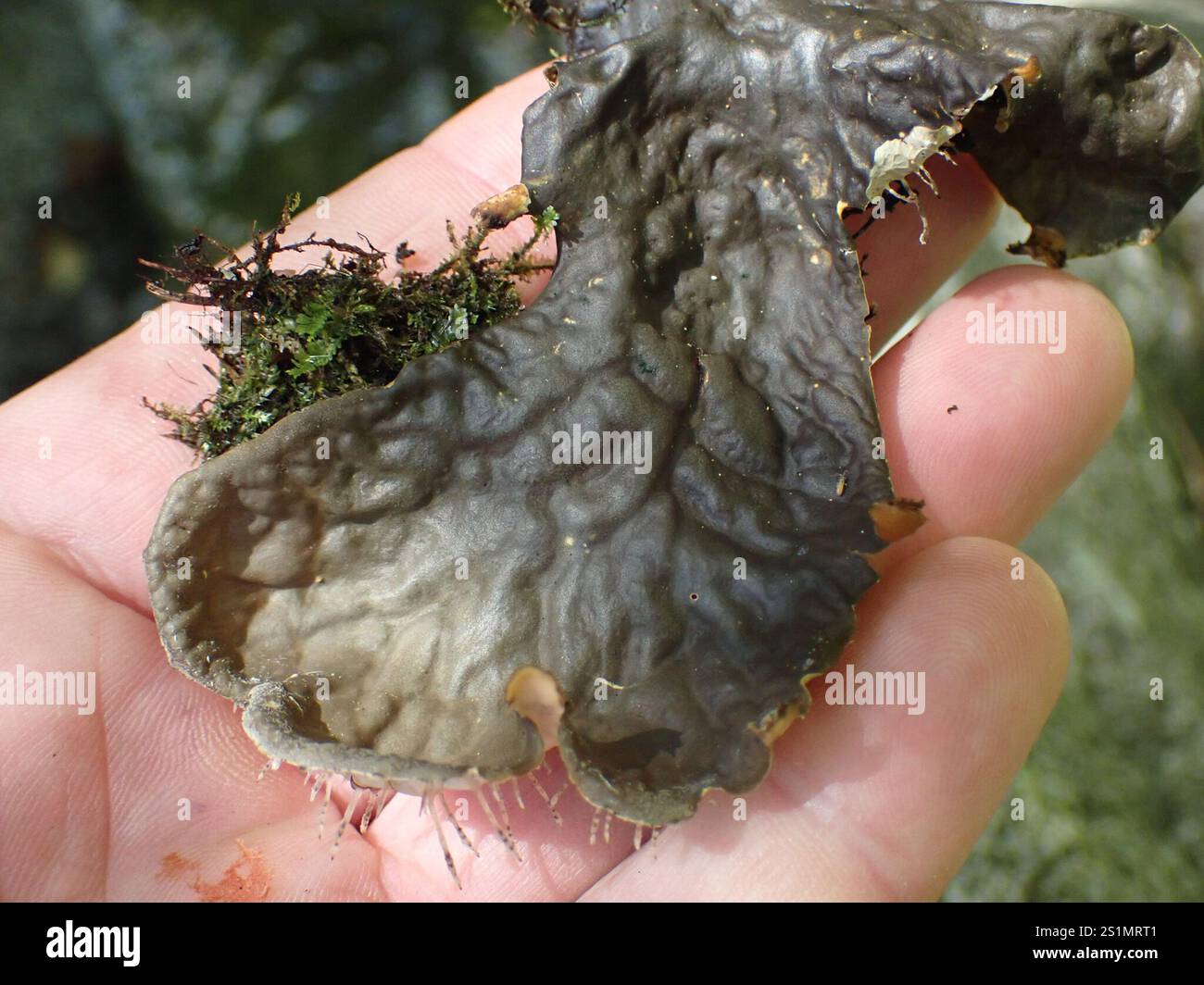 membranous pelt lichen (Peltigera membranacea Stock Photo - Alamy