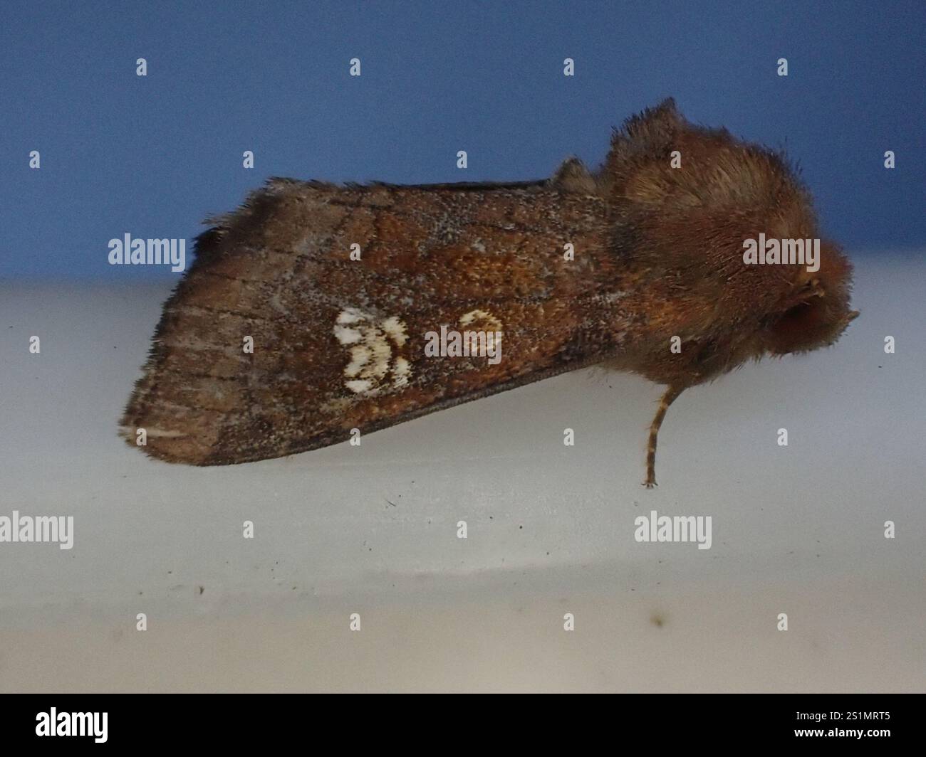 Ear Moth (Amphipoea oculea Stock Photo - Alamy
