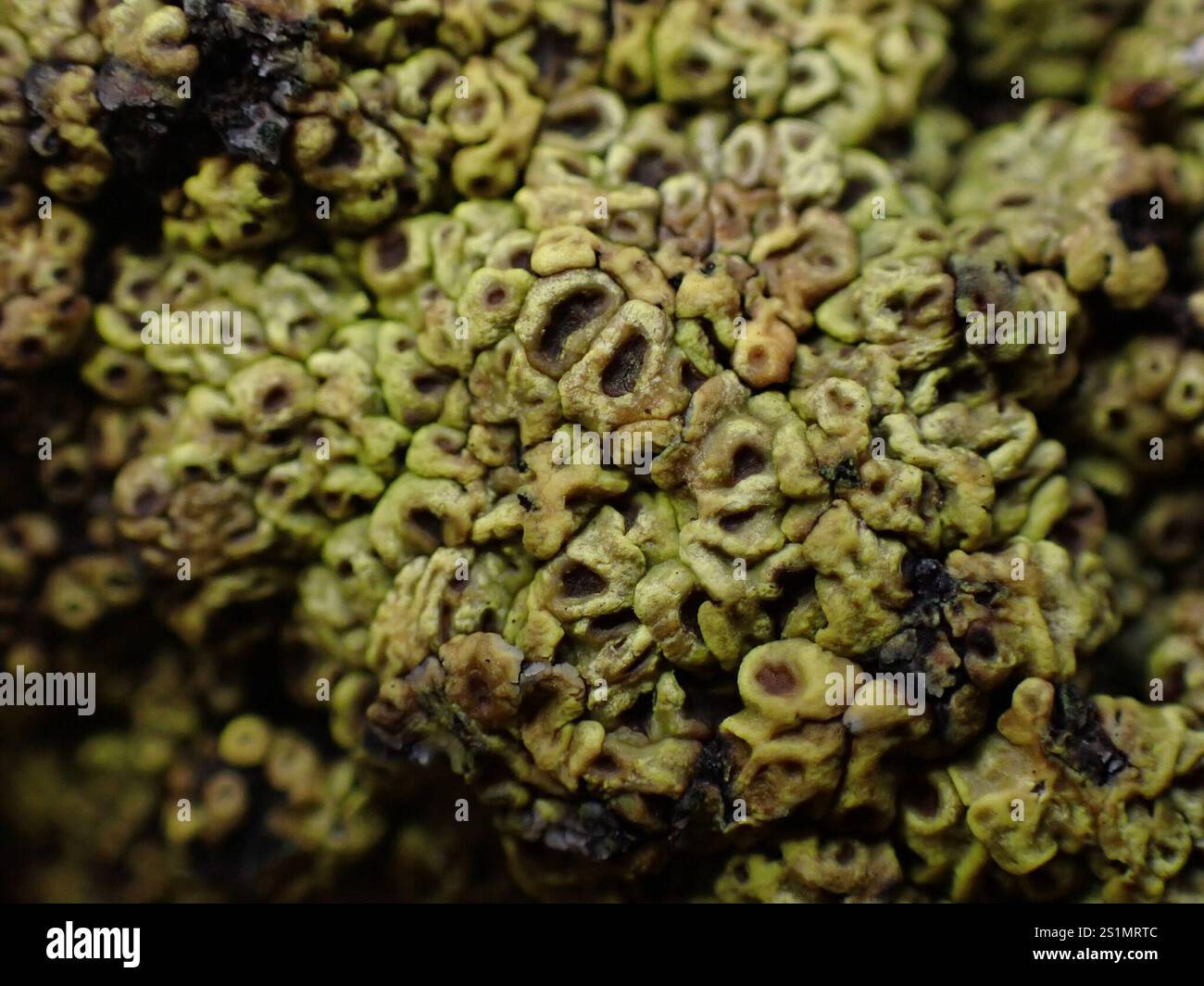 Soil Paint Lichen (Acarospora schleicheri Stock Photo - Alamy