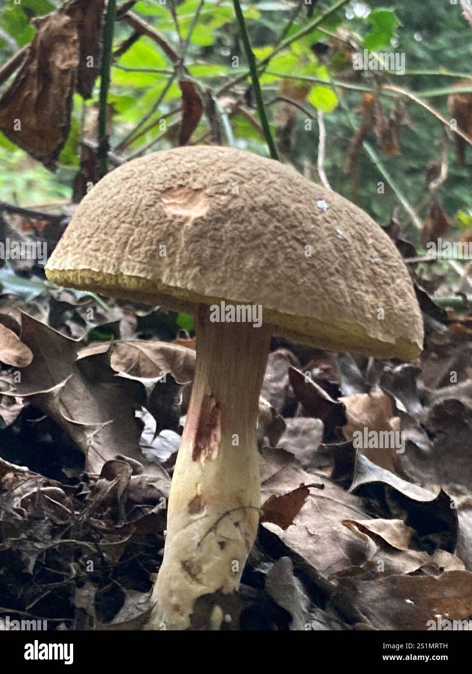 Red-cracking Bolete (Xerocomellus chrysenteron Stock Photo - Alamy