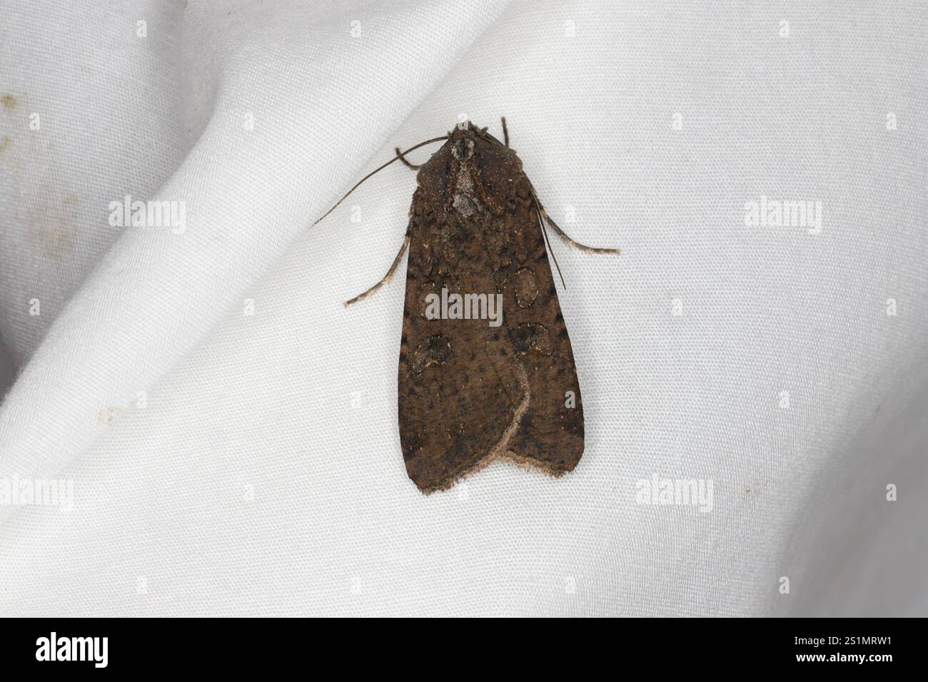 Variegated Cutworm Moth (Peridroma saucia Stock Photo - Alamy