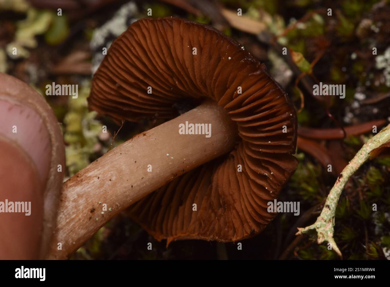 Basidiomycete Fungi (Basidiomycota Stock Photo - Alamy