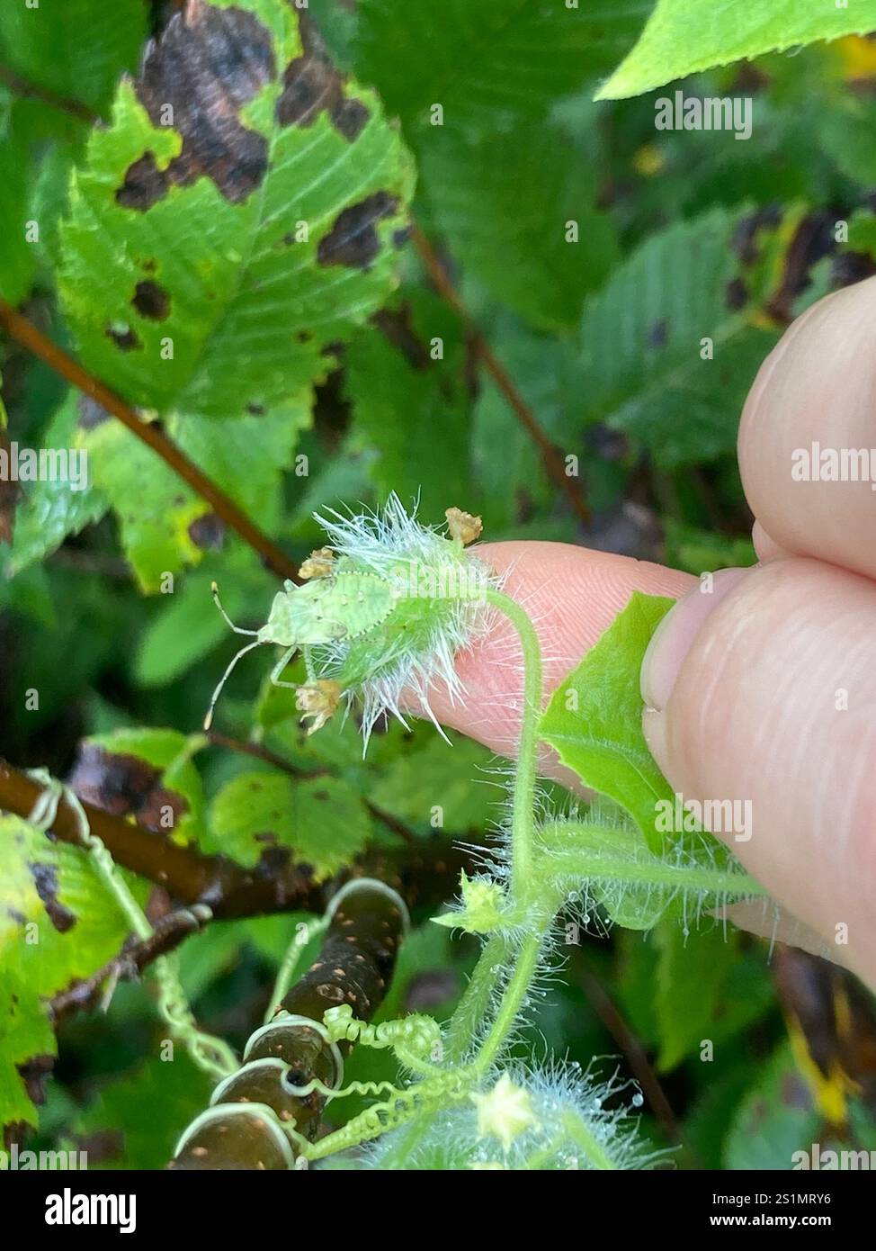 Oneseed Bur Cucumber (Sicyos angulatus Stock Photo - Alamy