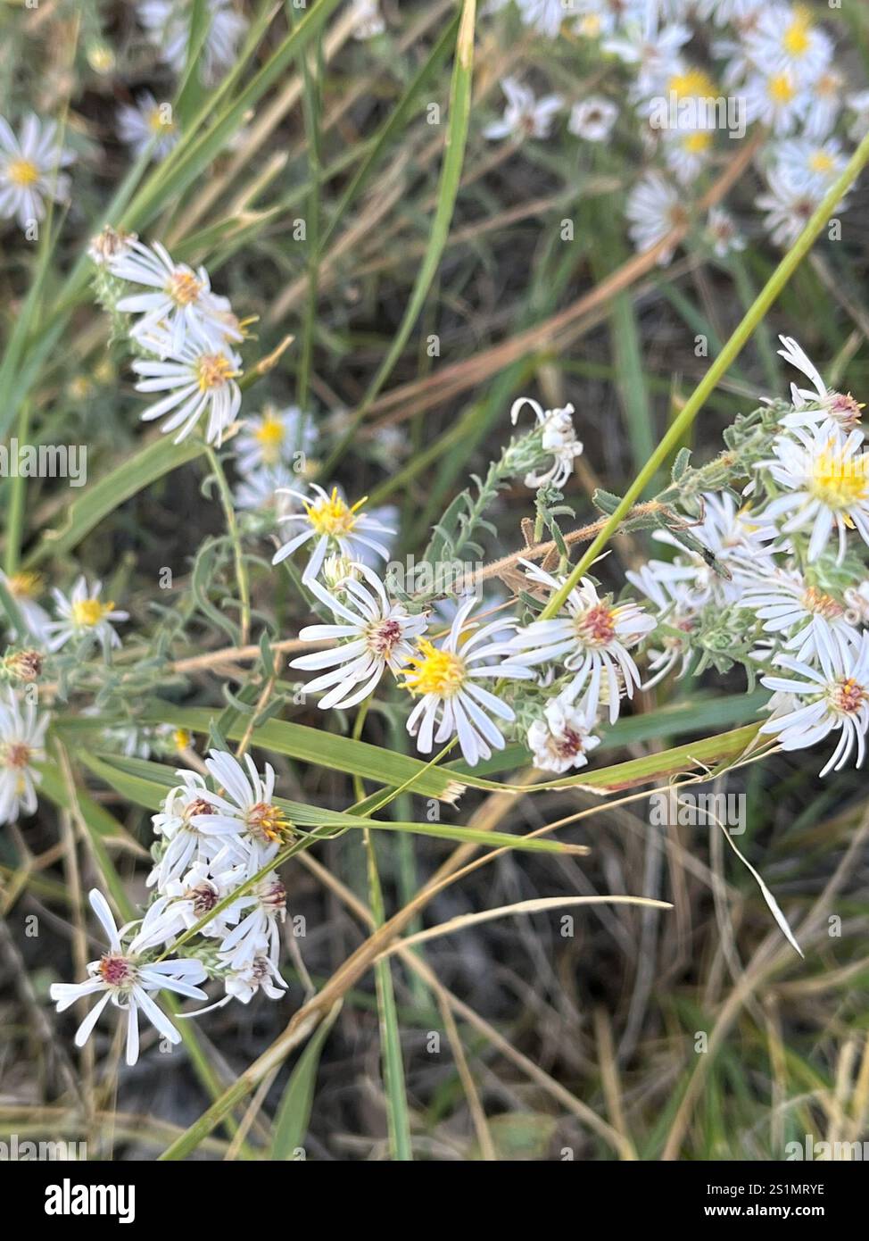 white heath aster (Symphyotrichum ericoides Stock Photo - Alamy
