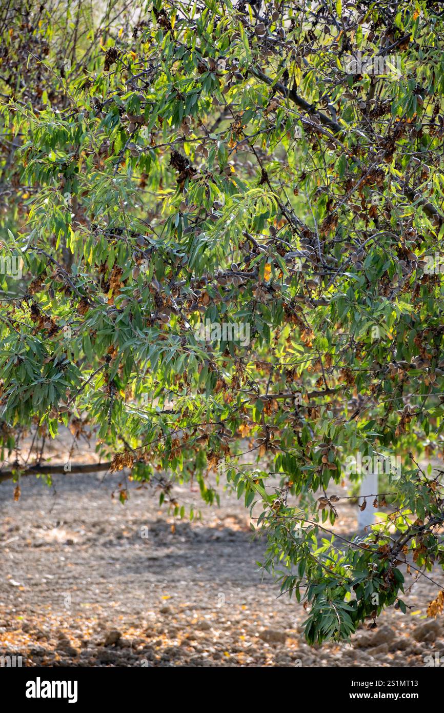 Ripe almonds nuts on almond tree ready to harvest, almond tree ...