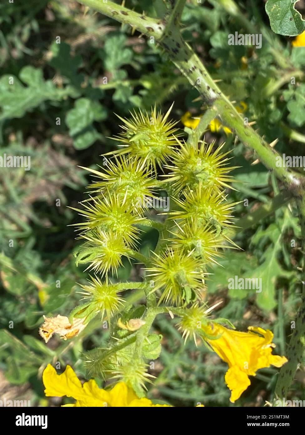 buffalo-bur (Solanum rostratum Stock Photo - Alamy
