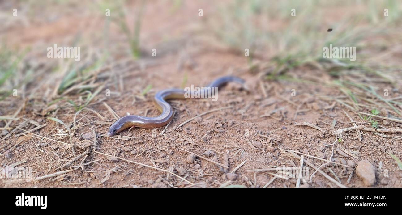 Two-clawed Worm-skink (Anomalopus leuckartii Stock Photo - Alamy