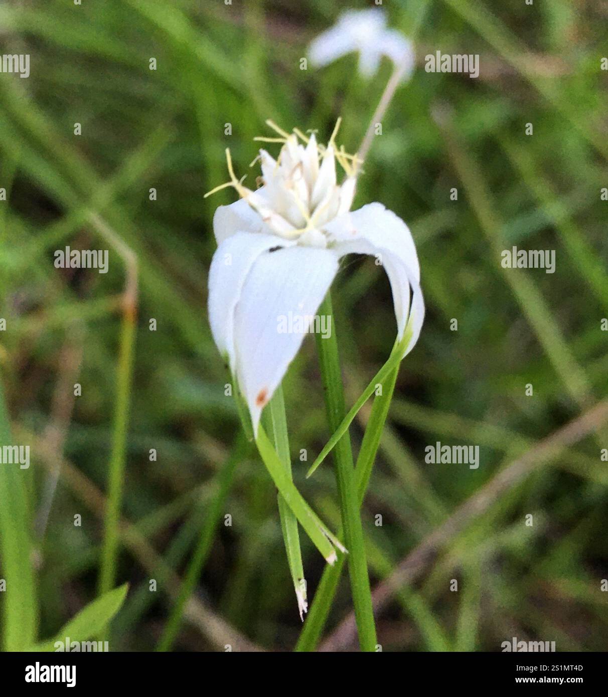 whitetop sedge (Rhynchospora colorata Stock Photo - Alamy