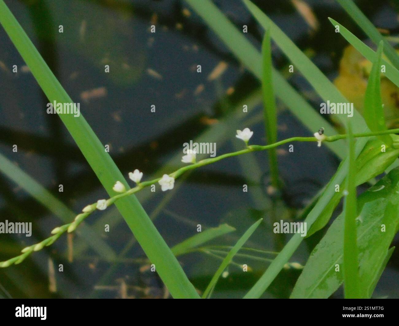 swamp smartweed (Persicaria hydropiperoides Stock Photo - Alamy